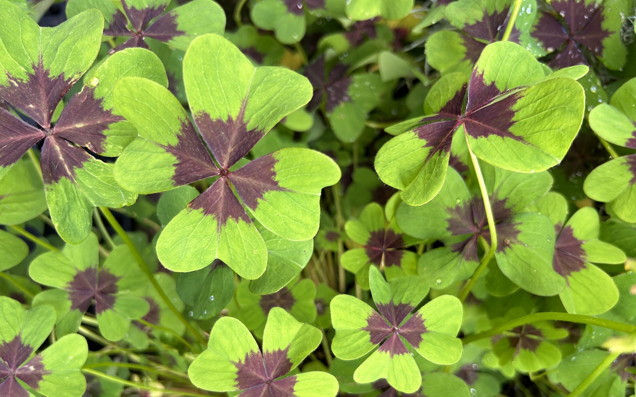 Make Whiston Road Safe - CENTRE 151